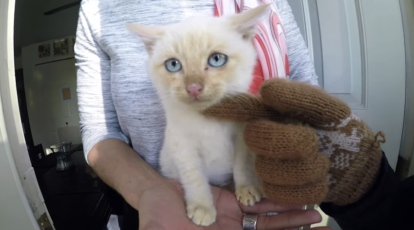 Miracle kitten comes back to life after freezing to death in amazing ...