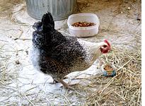 My favorite chicken is dead!