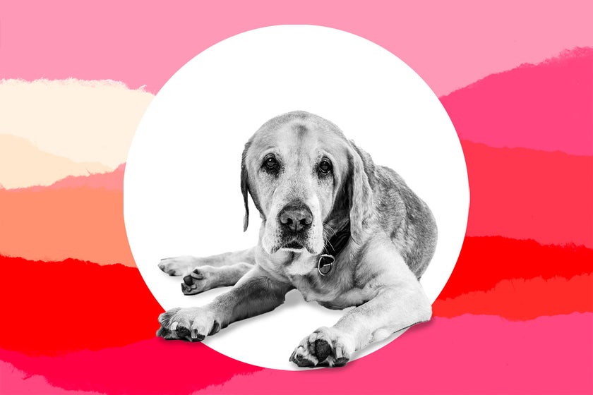 Parenting advice: We have to put our dog down. Should our kids be a ...