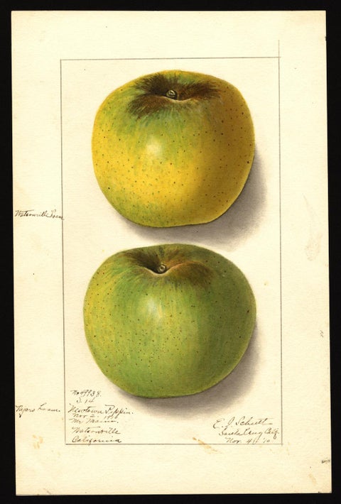What did old apple varieties look like? Watercolors from the USDA library.