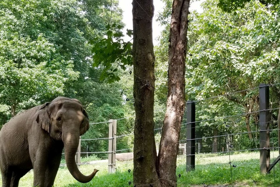 Happy the elephant: lessons for the future of animal rights law