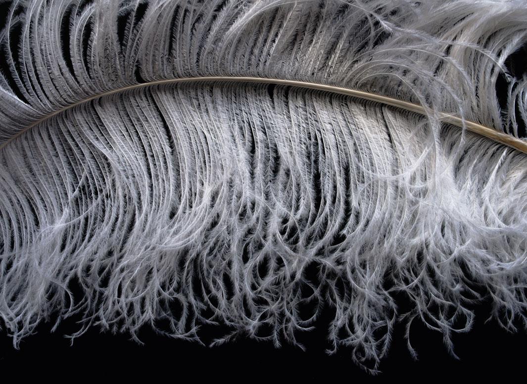 Robert Clark photographs feathers in his book Feathers: Displays of ...