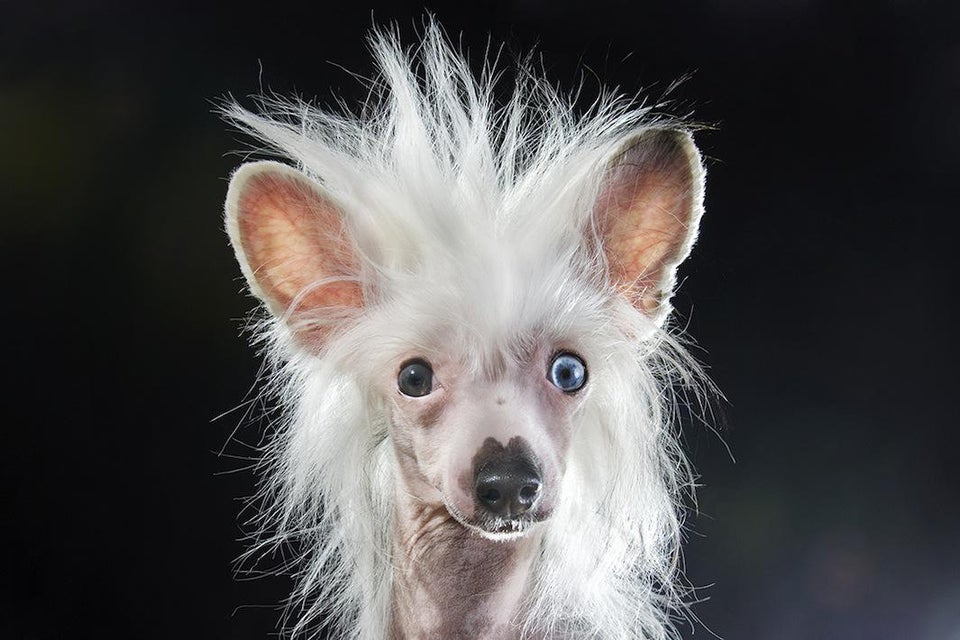 Sophie Gamand photographs hairless dogs in her series, “Prophecy.”