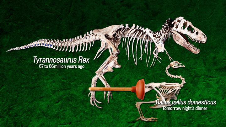 How dinosaurs walked: Experiment uses chicken to show how Tyrannosaurus ...