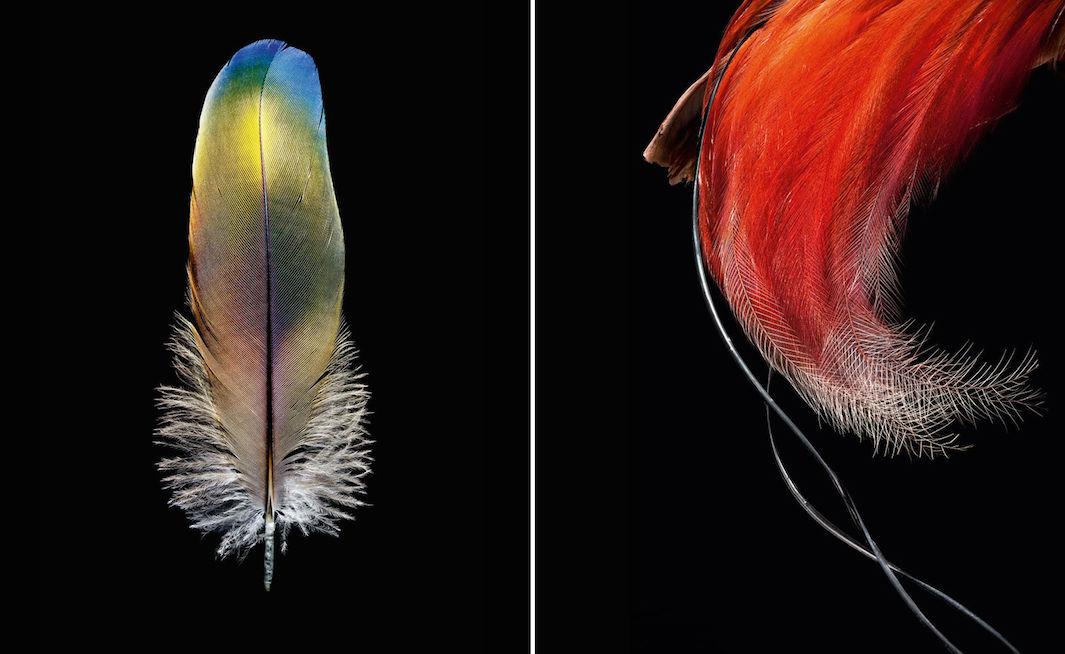Robert Clark photographs feathers in his book Feathers: Displays of ...