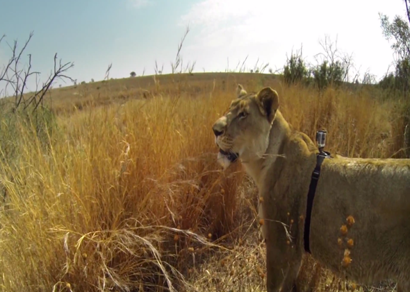 Lioness GoPro video: Lion hunts a buck with Kevin Richardson (VIDEO).