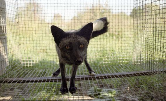 Domesticated foxes in Siberia: An experiment in peril.
