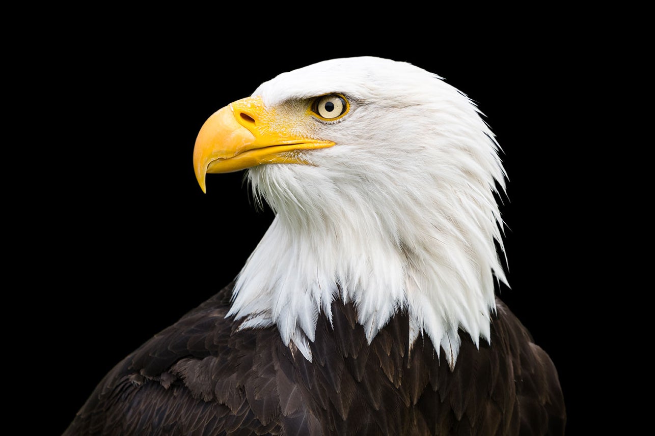 Bald eagles are uniquely American. Most of us have little idea what ...