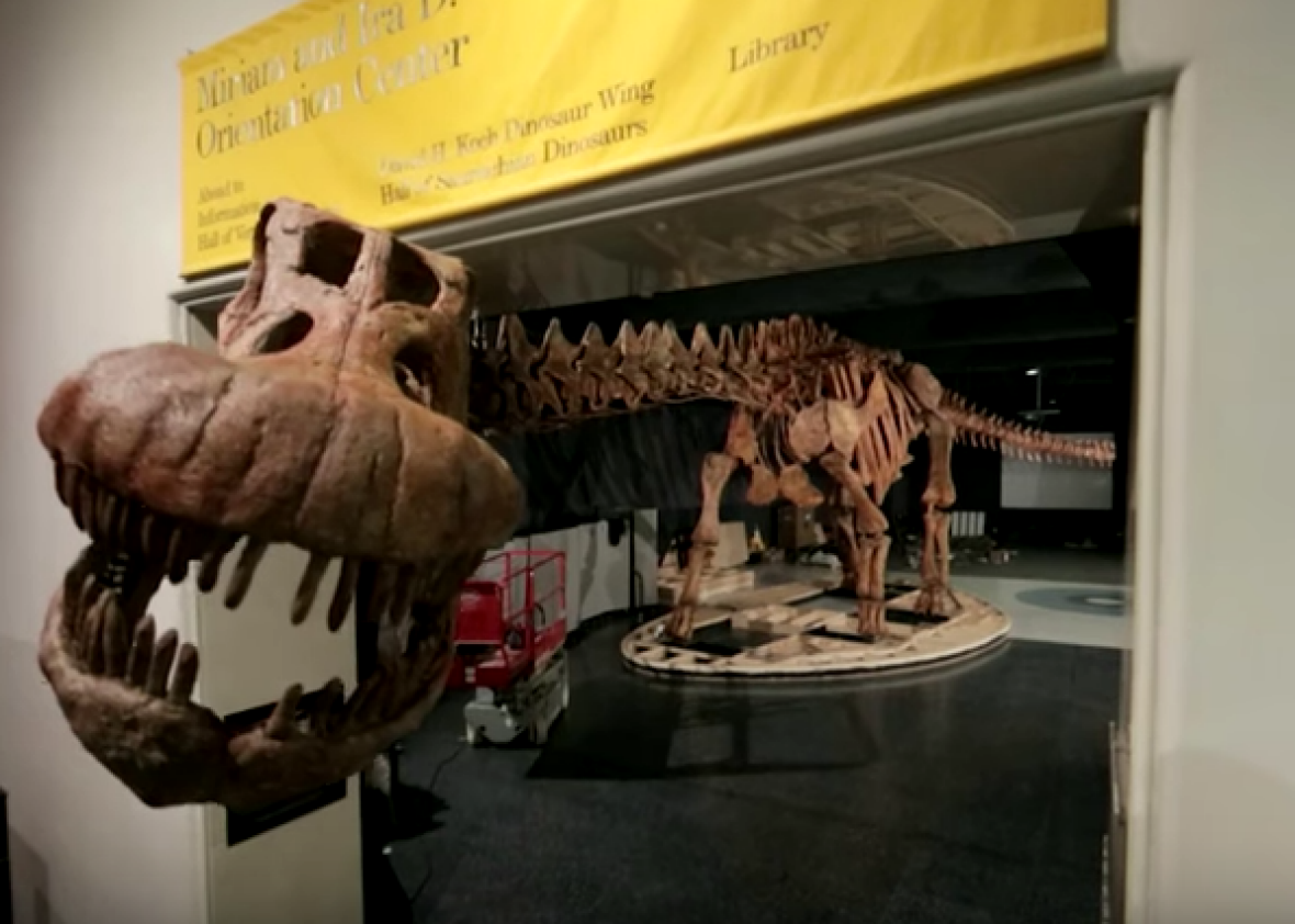 How a museum builds a dinosaur skeleton (Video)