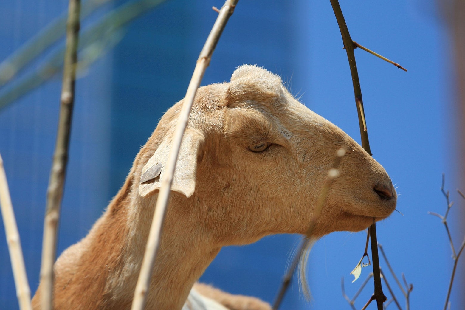 O’Hare airport goats: Chicago airport to use goats for vegetation control.