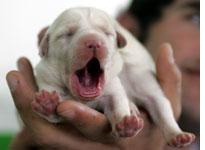 Our creepiest genetic invention: the dog.