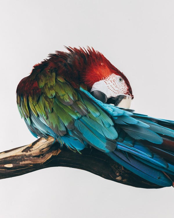 Oliver Regueiro: Earthbound is a series of portraits of exotic birds ...