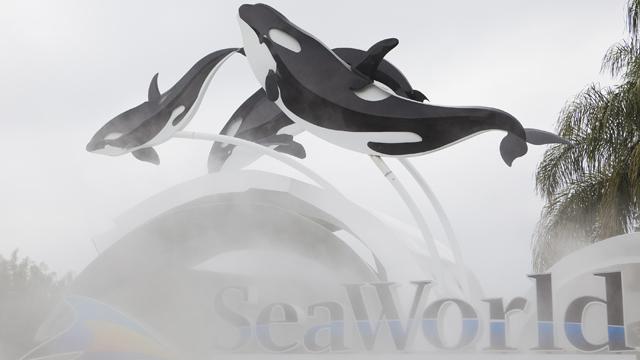 Pilot whale at SeaWorld: Stranded animal video goes viral, promoting ...
