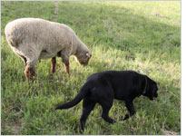 When a dog falls in love with a ram.