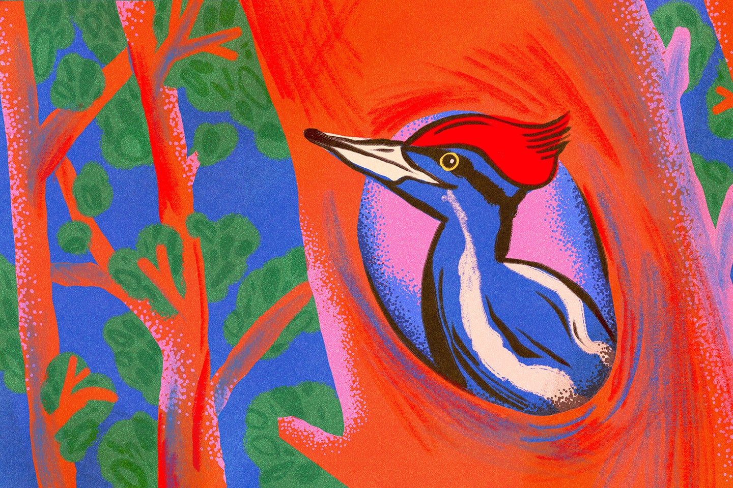 What’s going on with the ivory-billed woodpecker?
