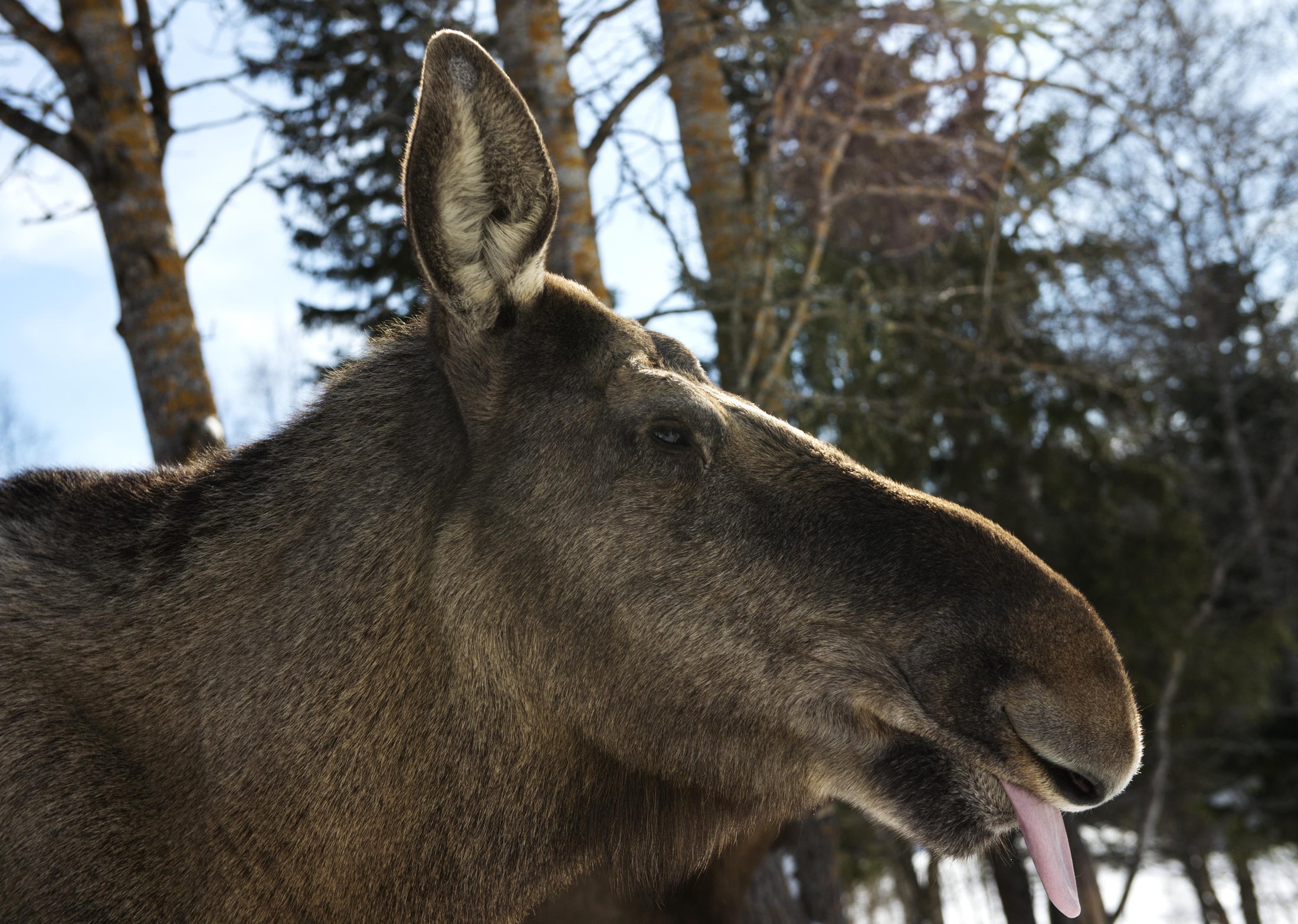 Drunken Moose: Radio Sweden wire copy is the best thing you'll read on ...